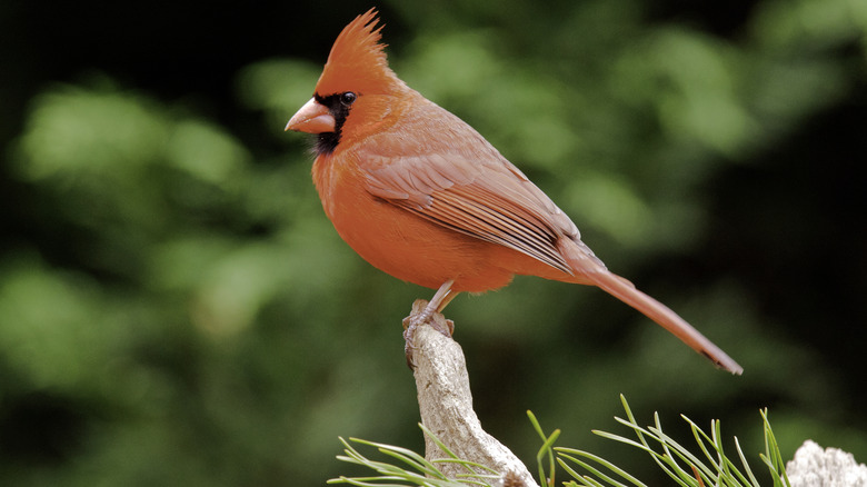 9 mistakes to avoid if you're trying to attract more cardinals to your yard