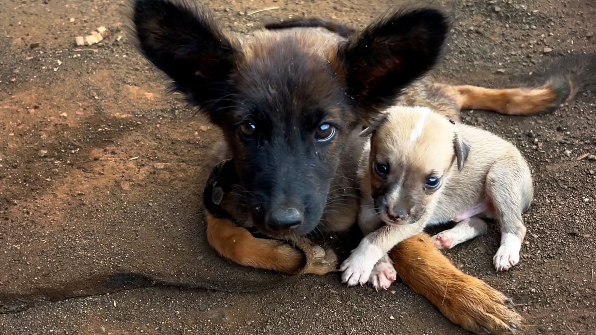 Tiny puppy refused to leave his paralyzed sister's side