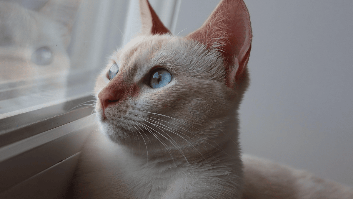 The 10 cat behaviors that worry veterinarians the most