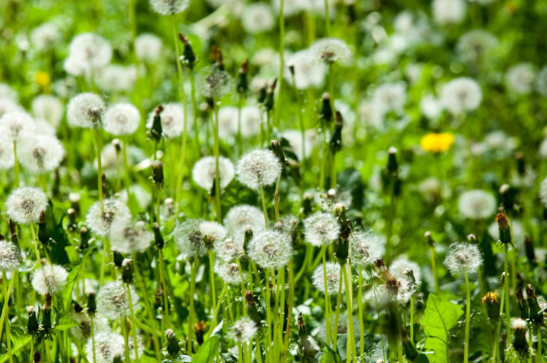 How to get rid of dandelions for good