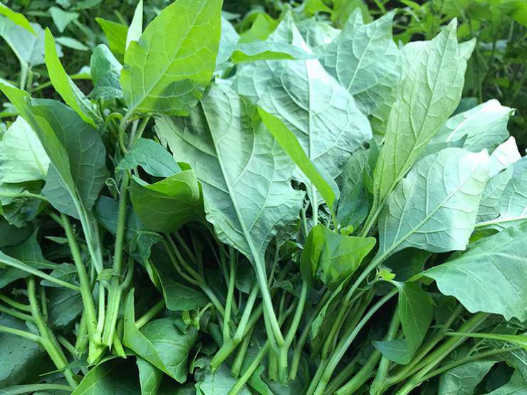 Axit uric tăng cao, rau tầm bóp có thể hỗ trợ bảo vệ thận