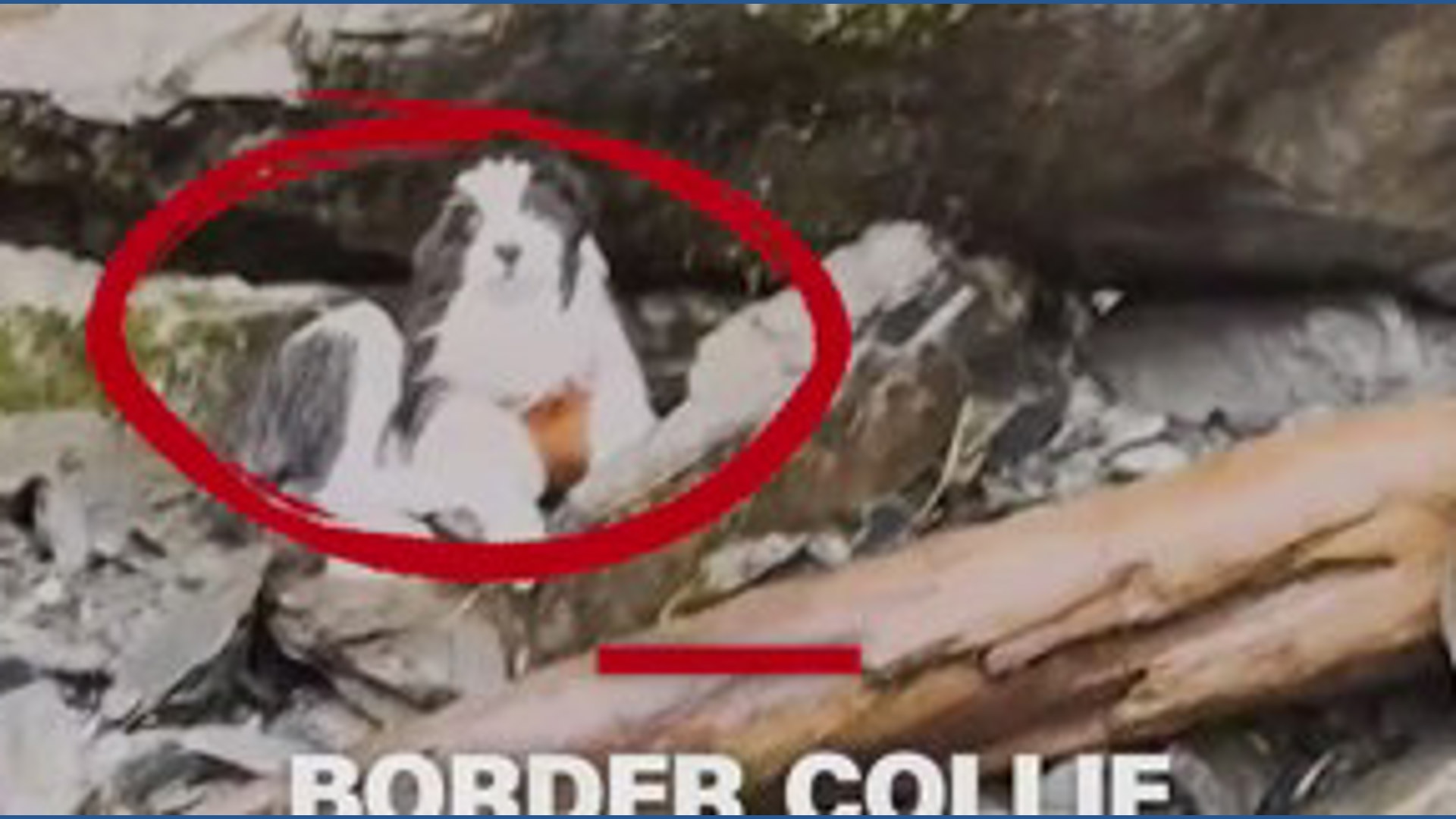 Border collie rescued from forest by helicopter in New Zealand