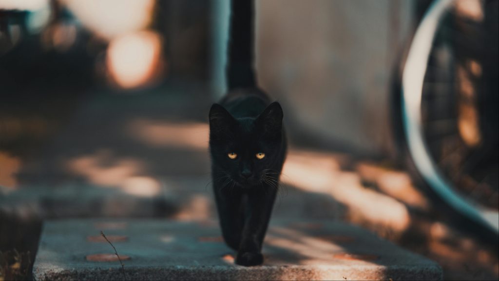 10 things that would’ve got you accused of witchcraft in the 1600s