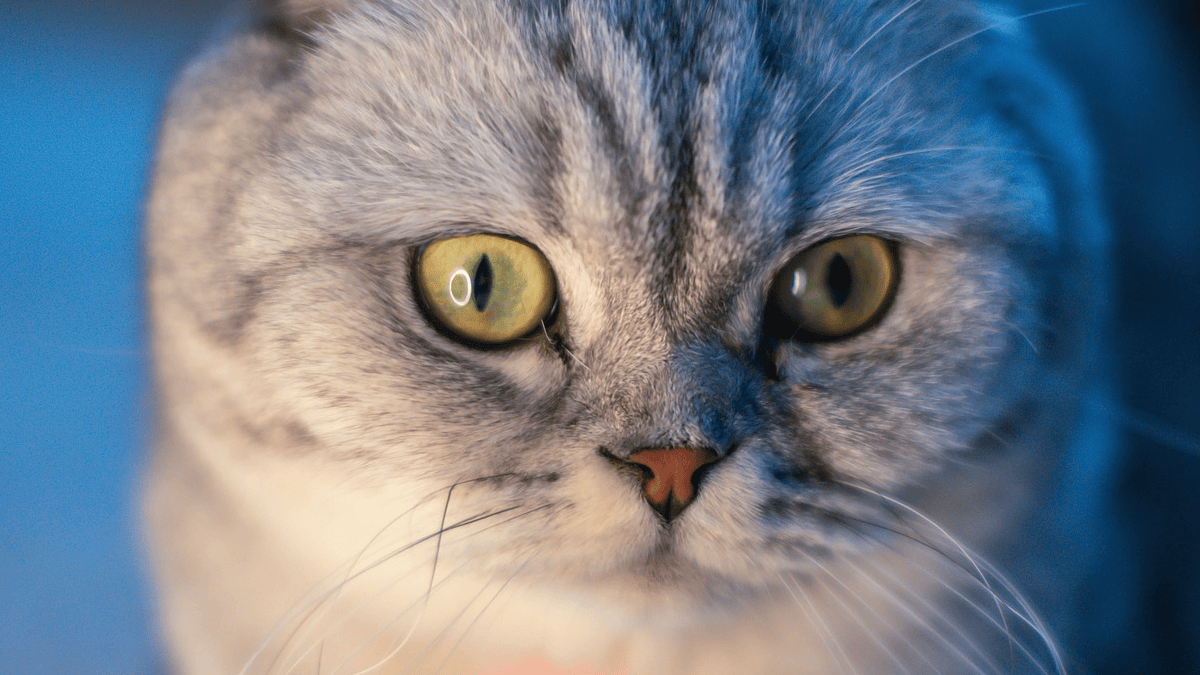 8 things your cat does before getting sick (key signs)