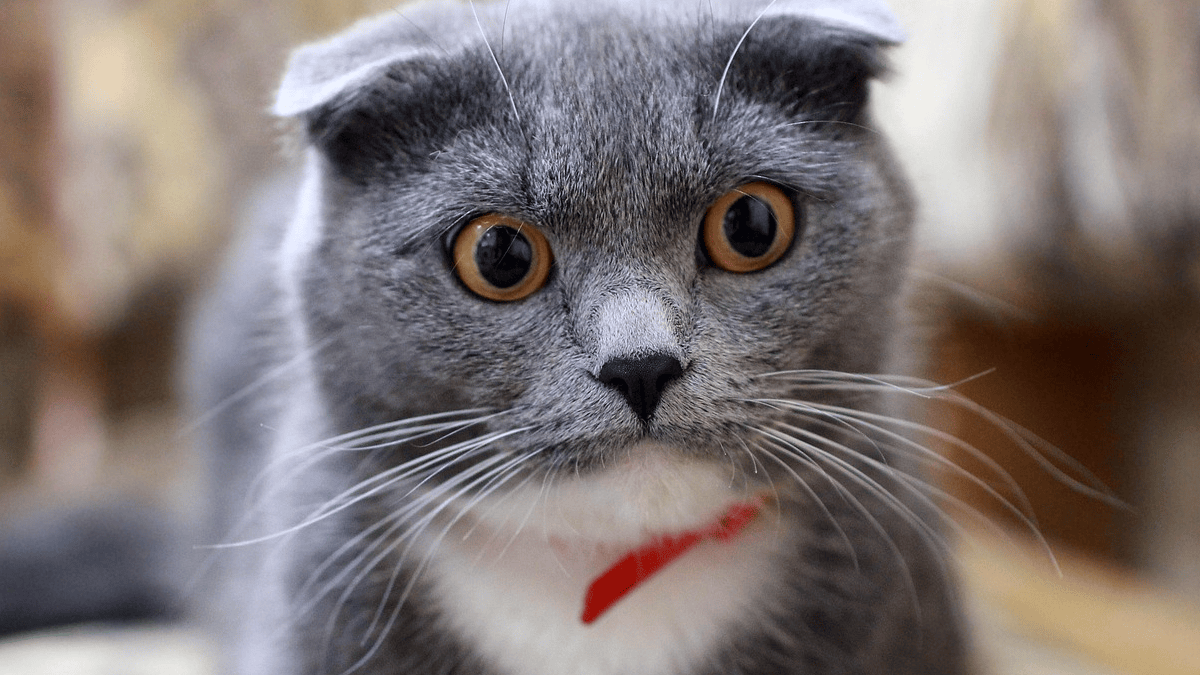 The 10 cat behaviors that worry veterinarians the most