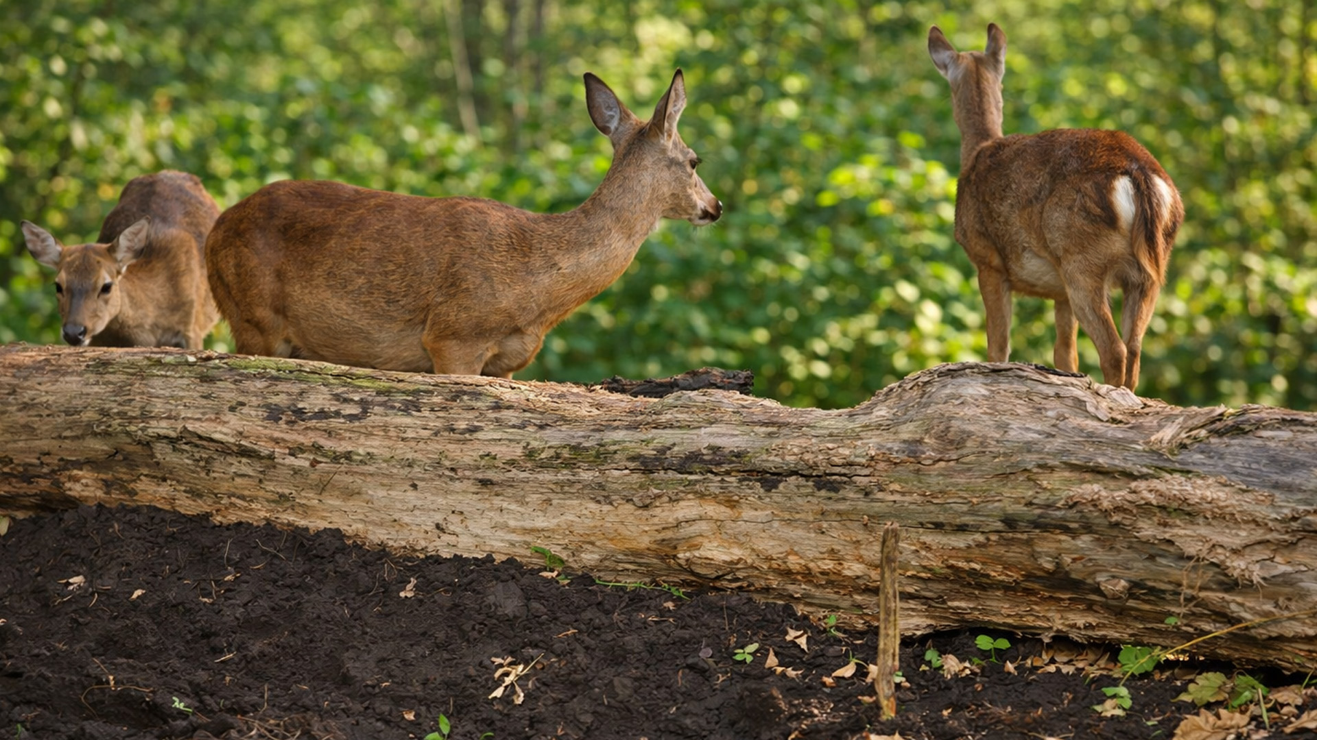 Hidden camera shows deer navigating the forest together