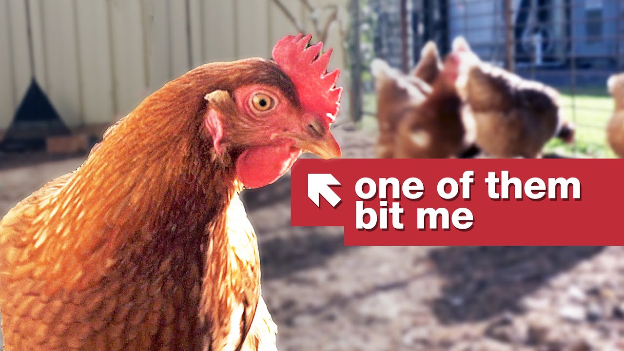 I found out chickens detect diseases!