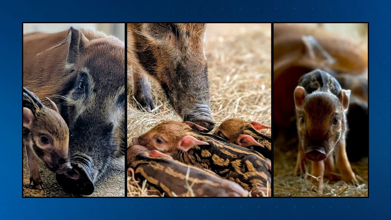 Meet the new red river hog triplets at Disney’s Animal Kingdom Lodge