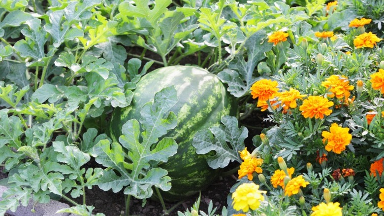 11 plants you should avoid growing near your cucumbers in the garden