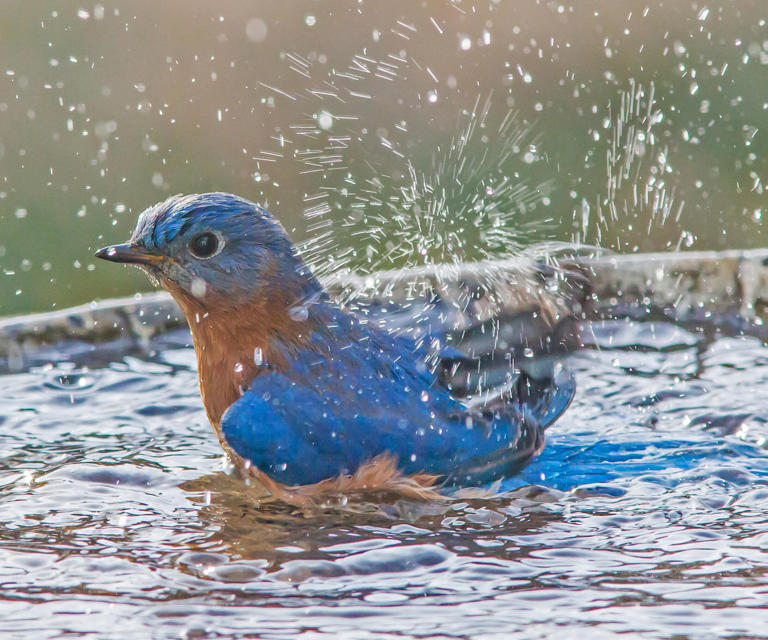 Expert tips for bringing bluebirds to your garden