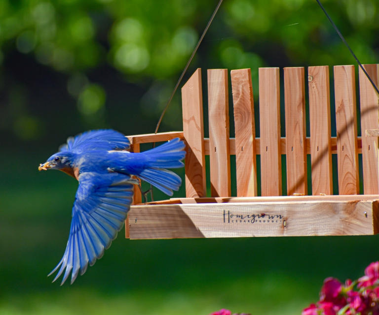 Expert tips for bringing bluebirds to your garden