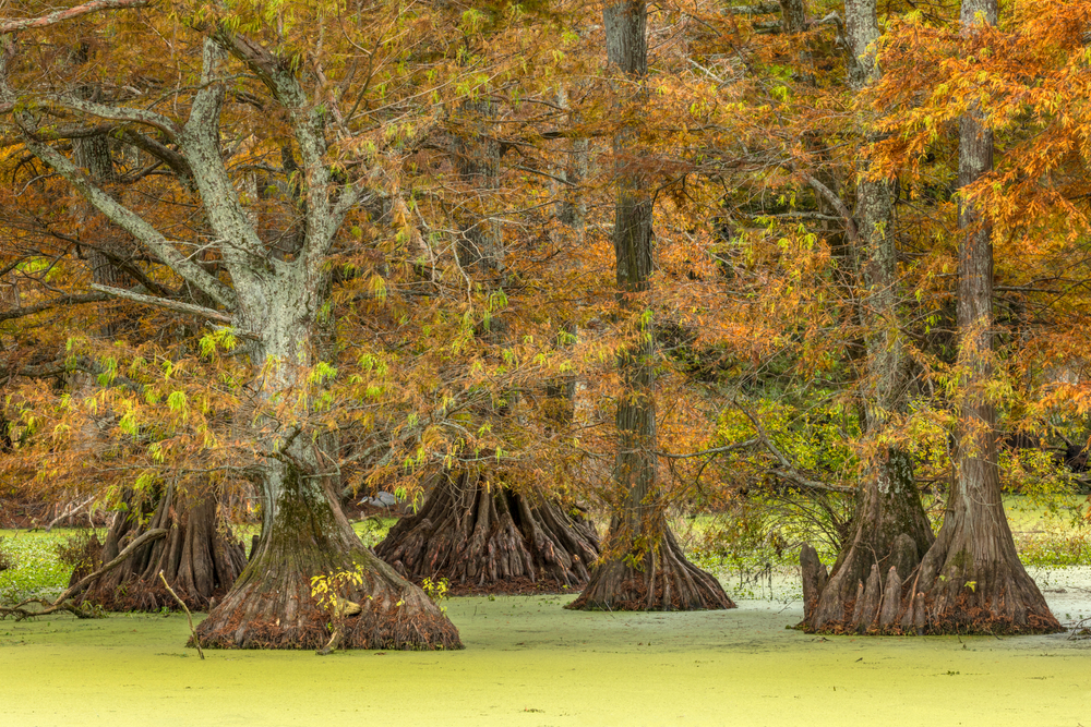 Tennessee’s strangest lake was born in an earthquake and now ancient ...