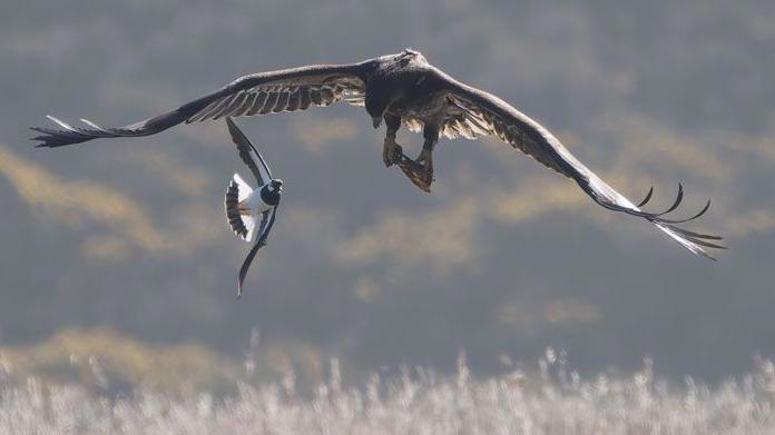 UK's largest bird of prey an 'unforgettable' sight