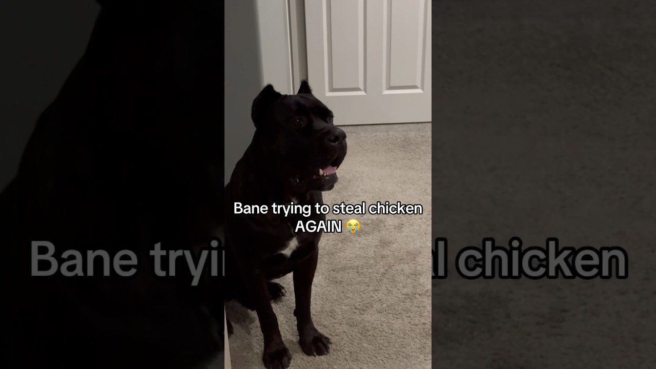 Dog acts like he is starving despite being fed
