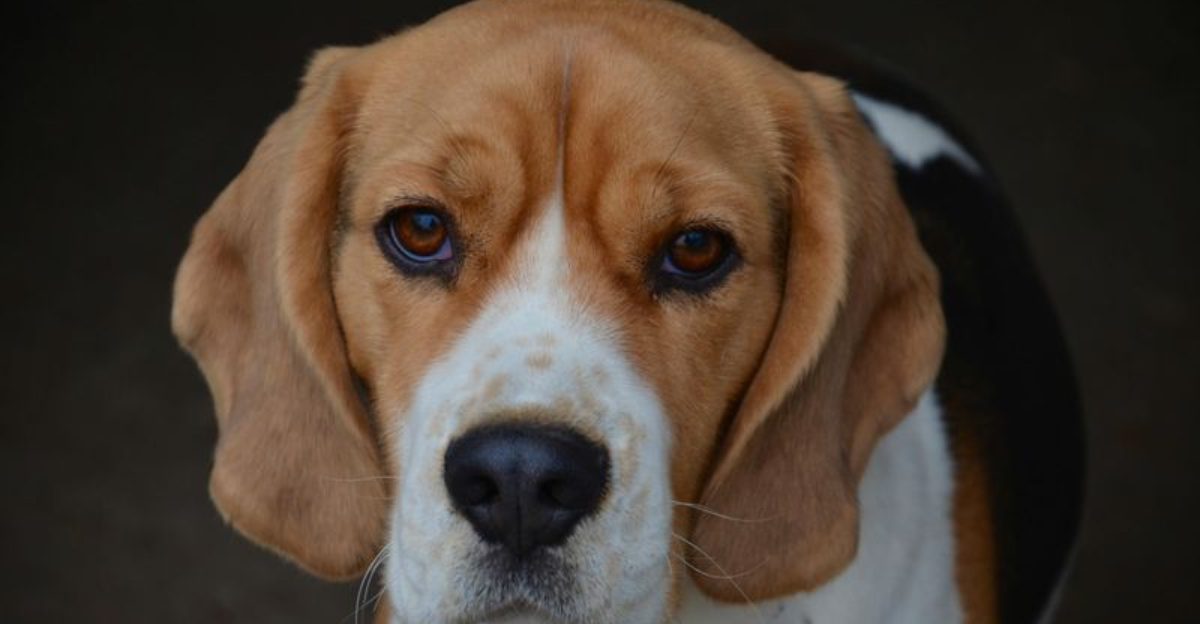 From floppy to elegant, these 11 dog breeds with long ears have a charm ...