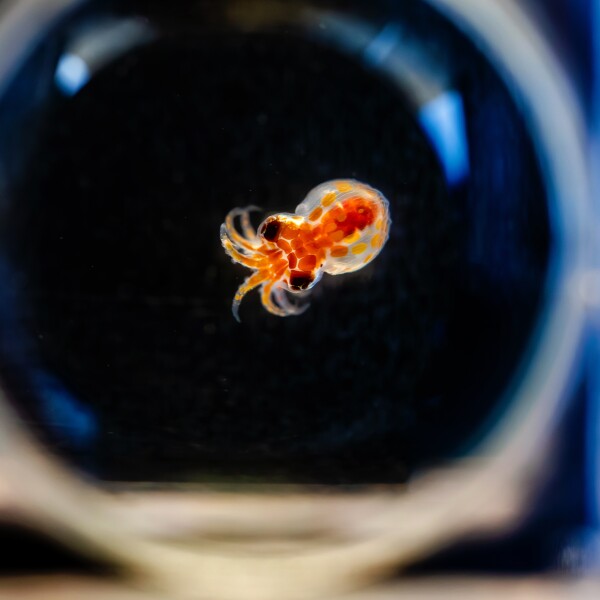 Breakthrough moment in octopus care: How Birch Aquarium helped baby red ...