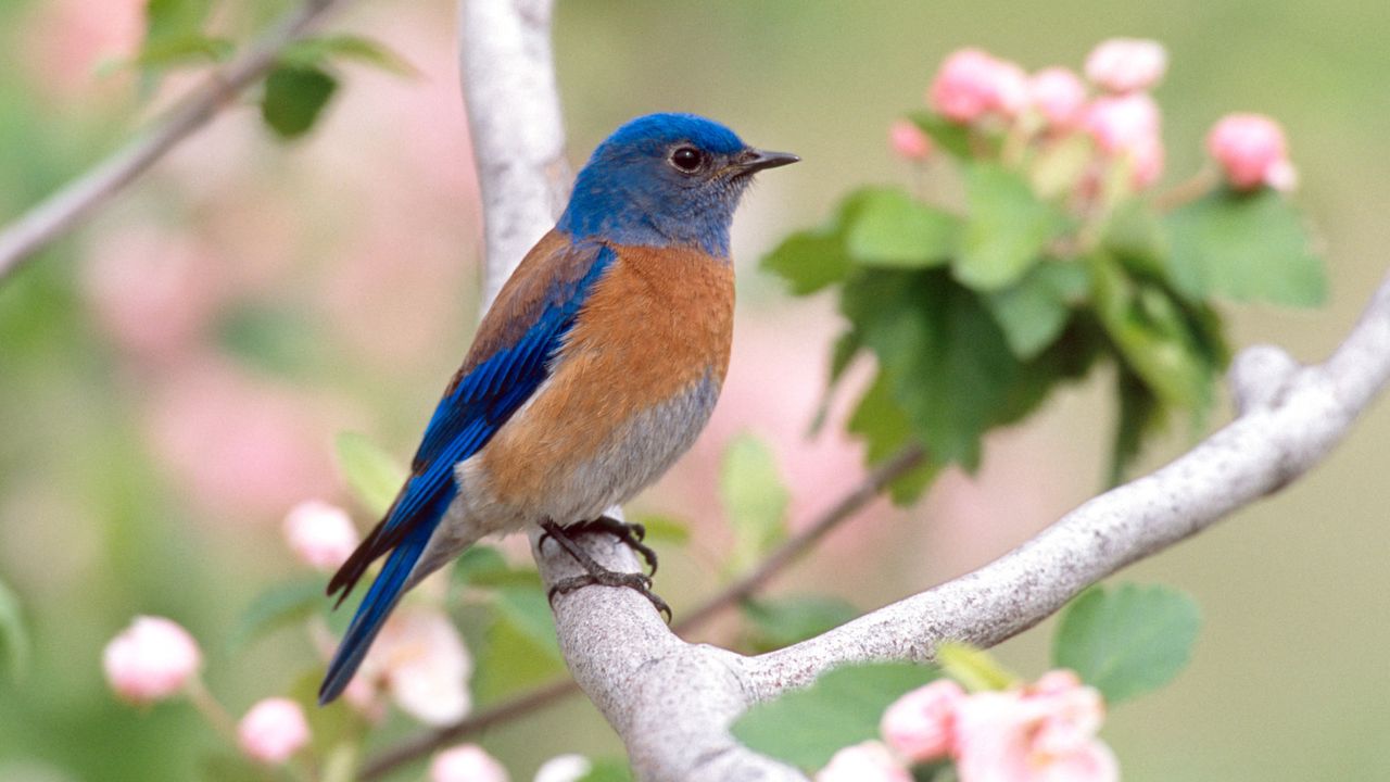Expert tips for bringing bluebirds to your garden