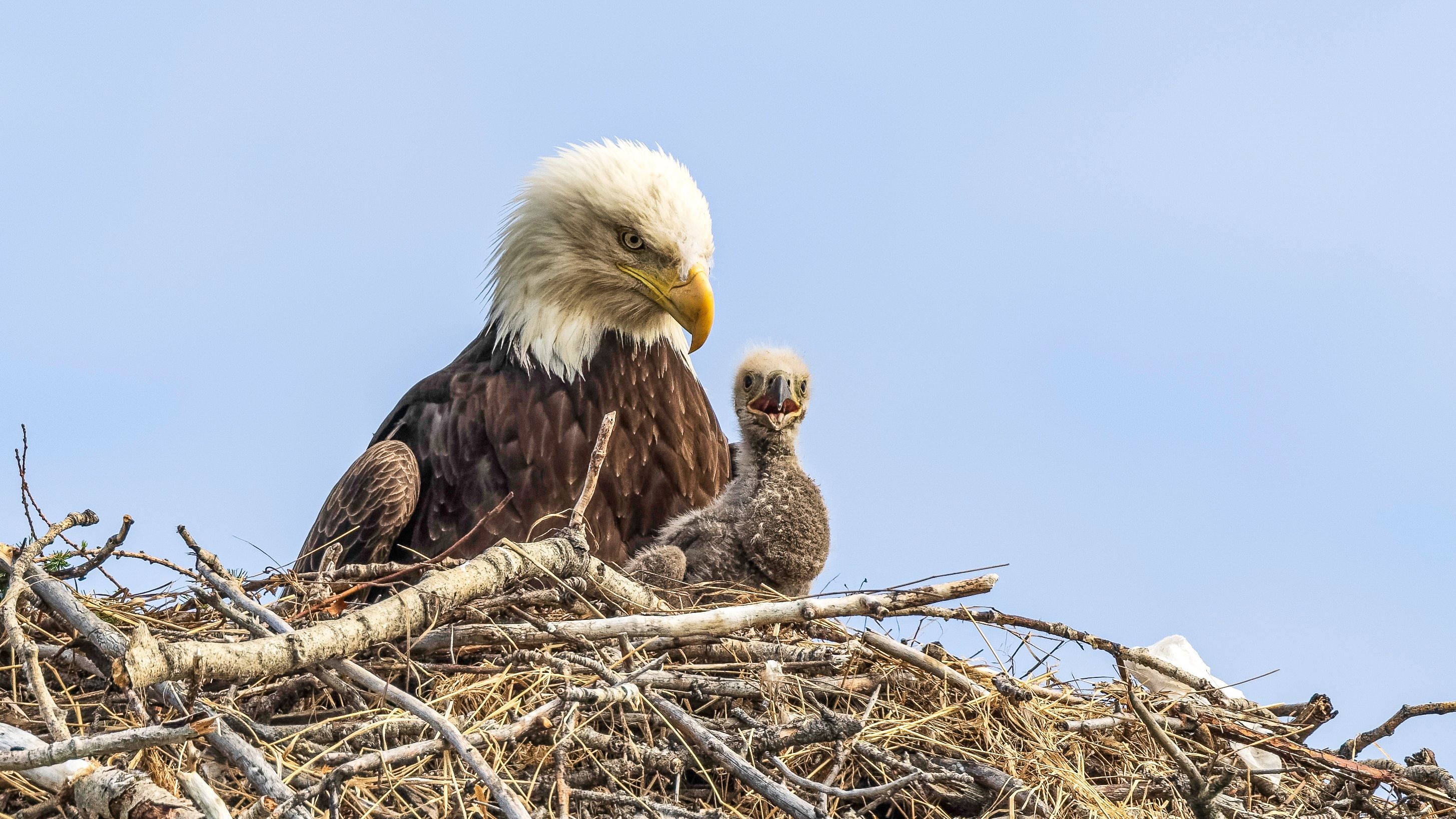 US Interior Department gives emotional update on Stella and Irvin's ...