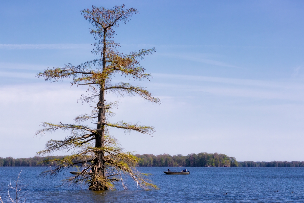 Tennessee’s strangest lake was born in an earthquake and now ancient ...