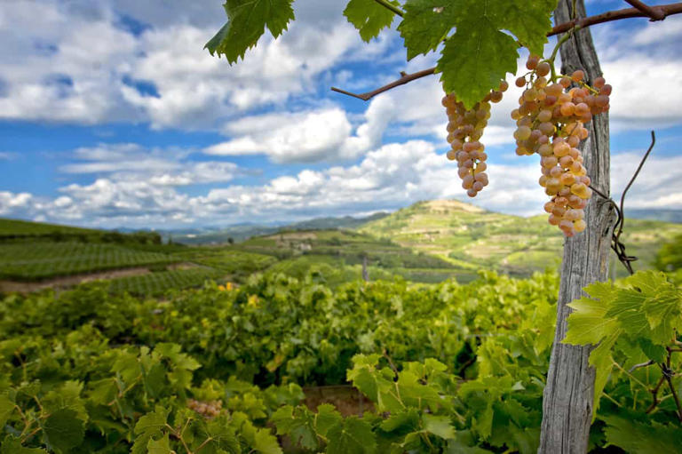 Rivoluzione Soave: Doc in pianura, Docg solo in collina. Così il ...