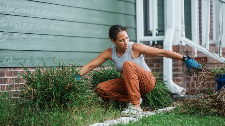 Catch this stinky invasive weed before it takes over your yard