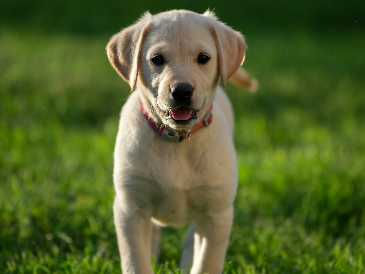 15 breeds that are great for anxious people