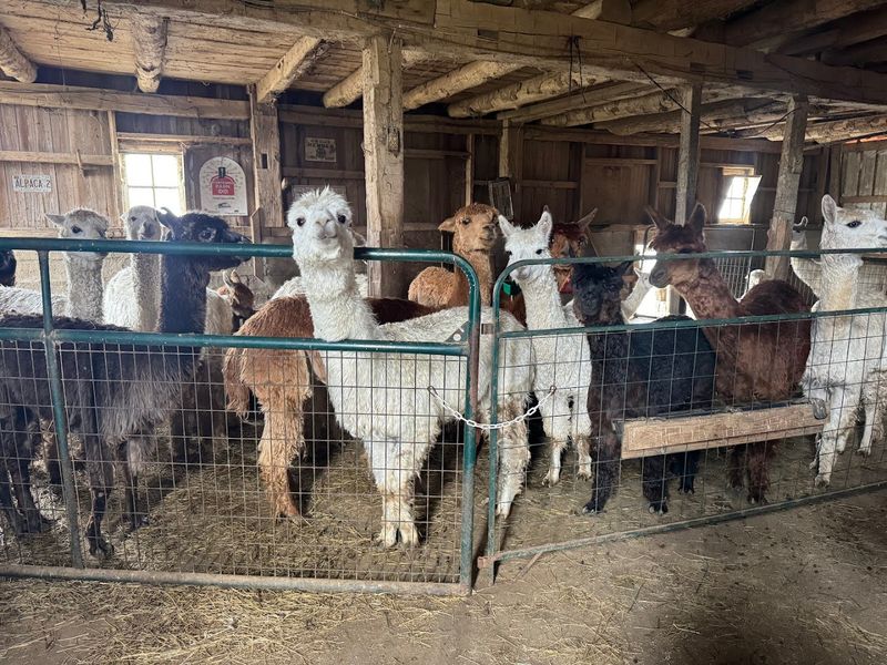 This Indiana farm lets you enjoy a private picnic in a field full of ...