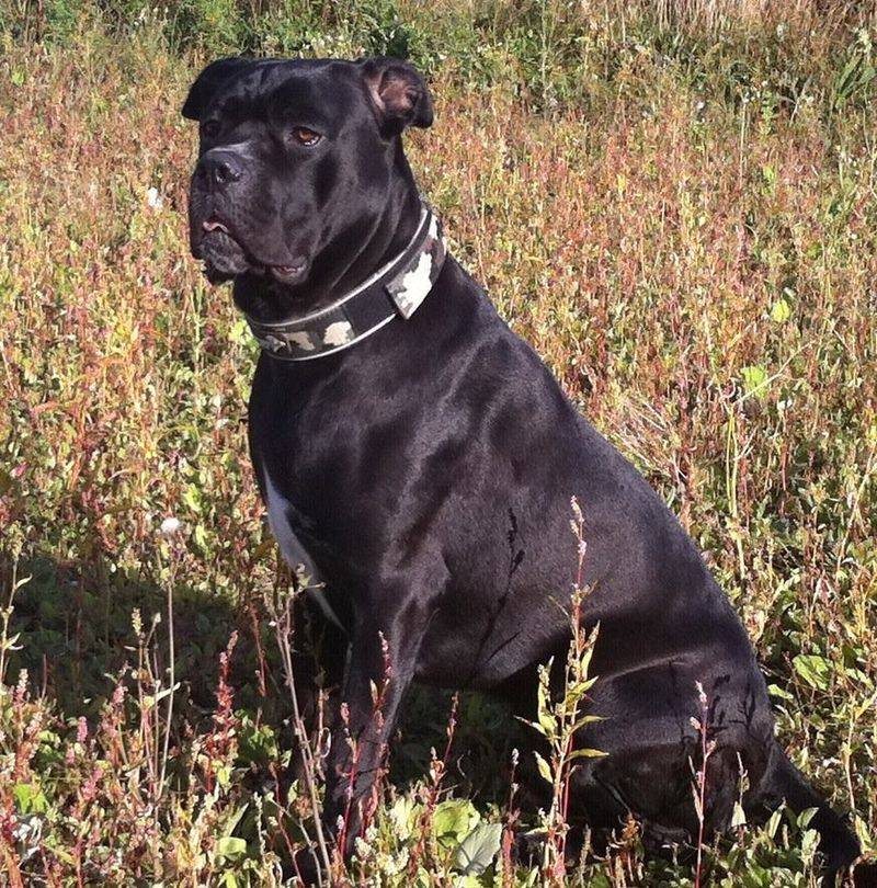 10 dog breeds that require careful handling due to potential aggression ...