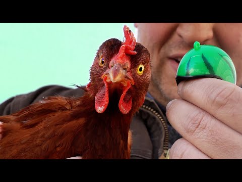Protective helmet shields bullied chicken from further flock attacks