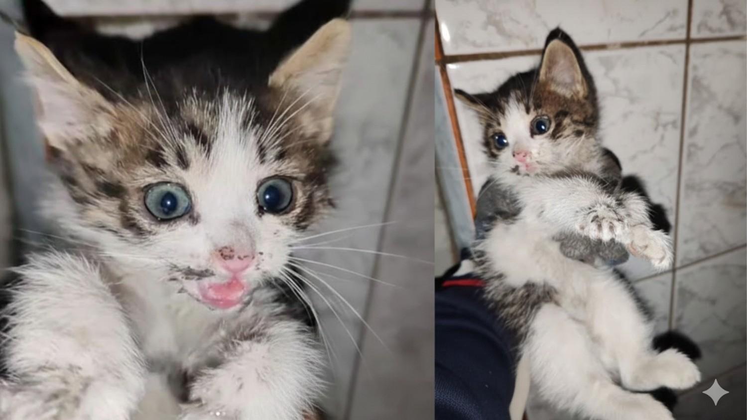 We found a kitten and took it home