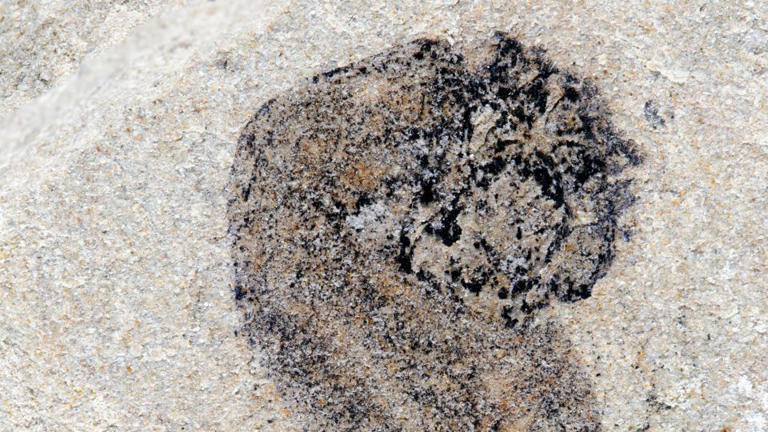 Fossils from China show complex life evolved millions of years earlier ...