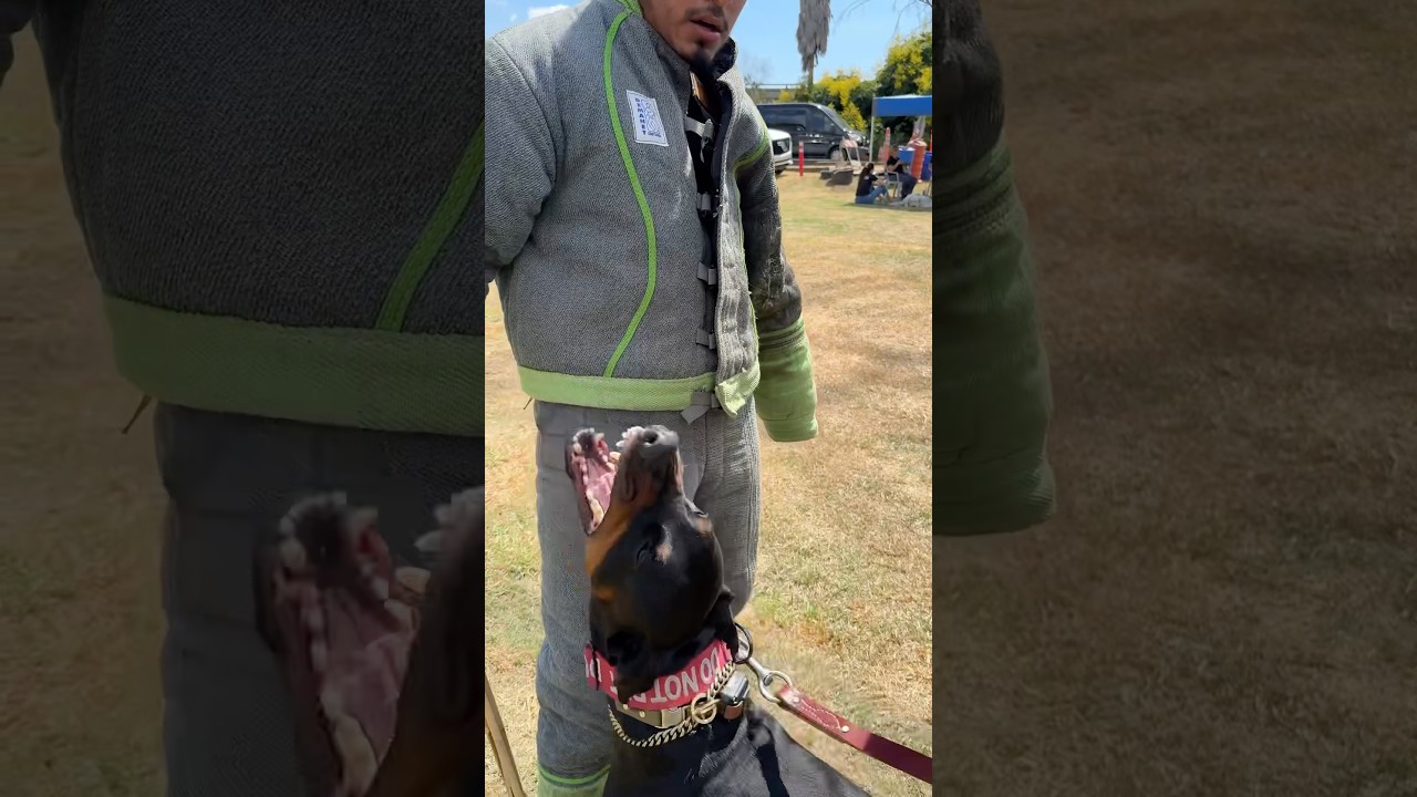 Sorry I’m busy training my working dogs