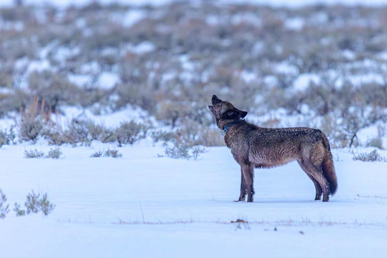 What we can learn from eavesdropping on Yellowstone's wolves