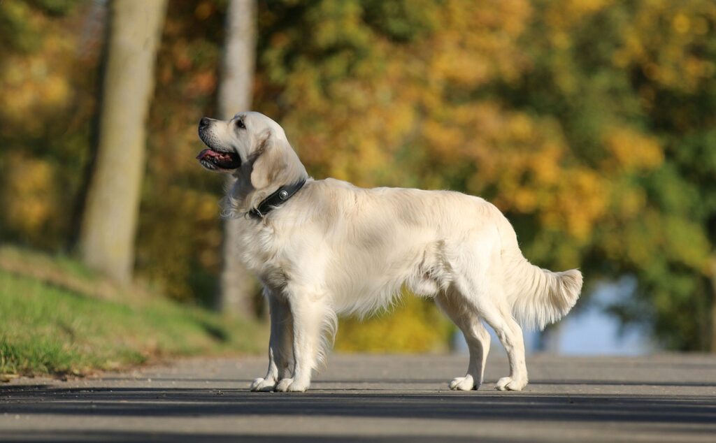 15 breeds that are great for anxious people