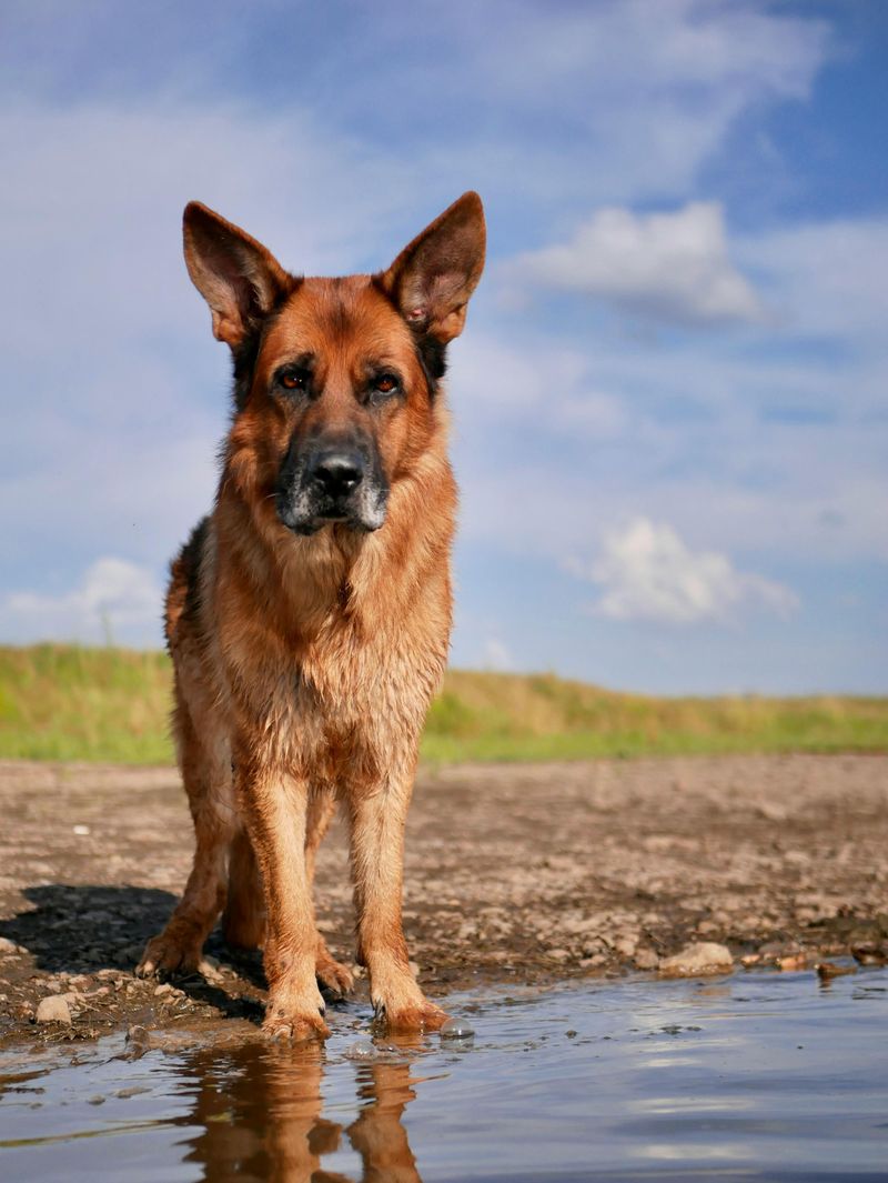 When things get tough, these 14 dog breeds stay calm, collected, and ...