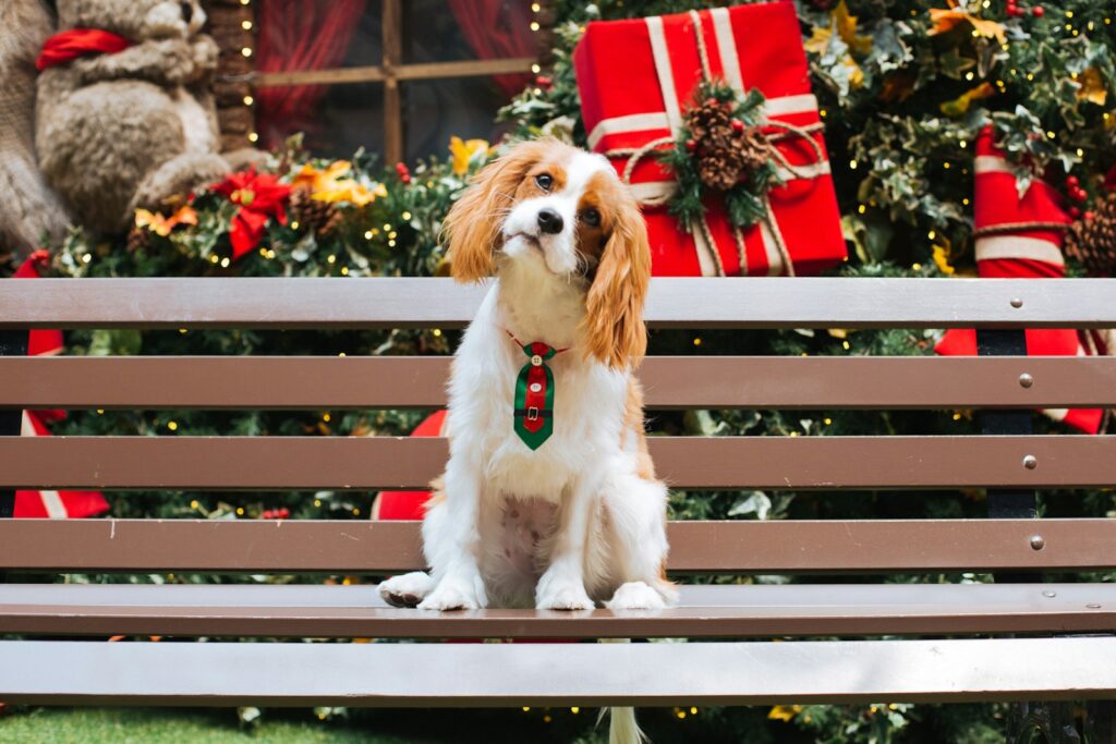15 breeds that are great for anxious people