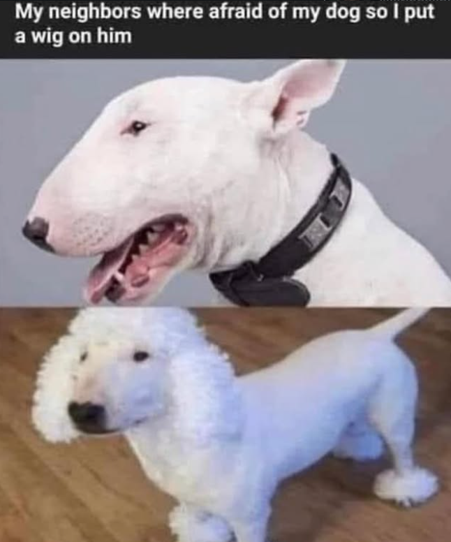 25 downright delightful dog memes for dog dads indulging in ...