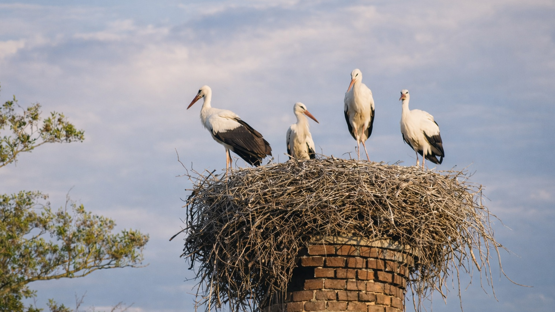 This camera reveals storks watching over their elevated home