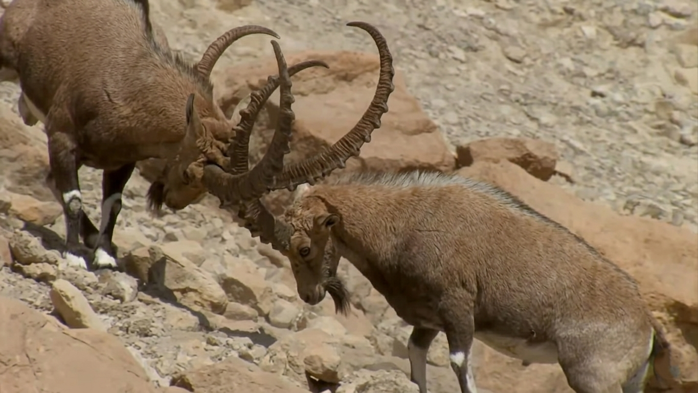 Watch what happens when two mountain goats get into a fight