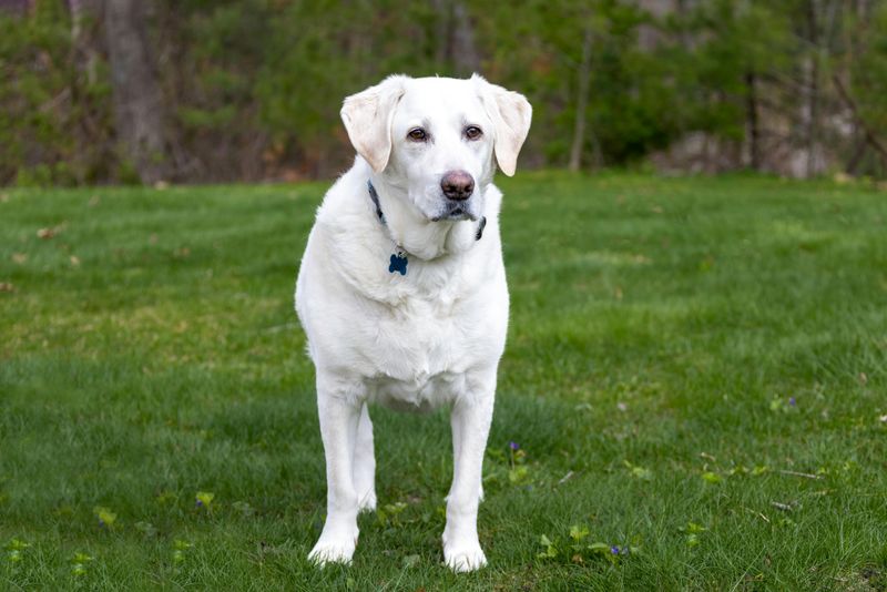 These 13 short-haired dog breeds are loved for their charm and simplicity