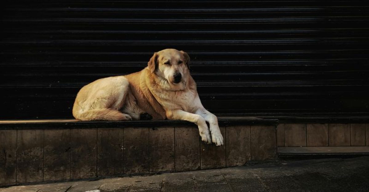 If left alone too often, these 13 dog breeds can become anxious and ...