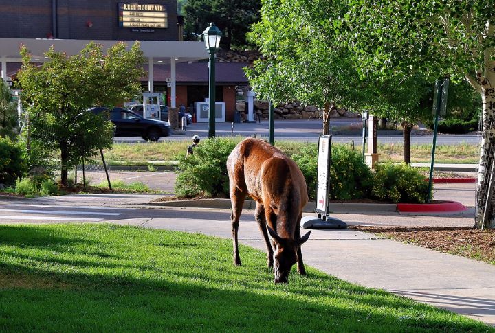 10 places to spot elk across America