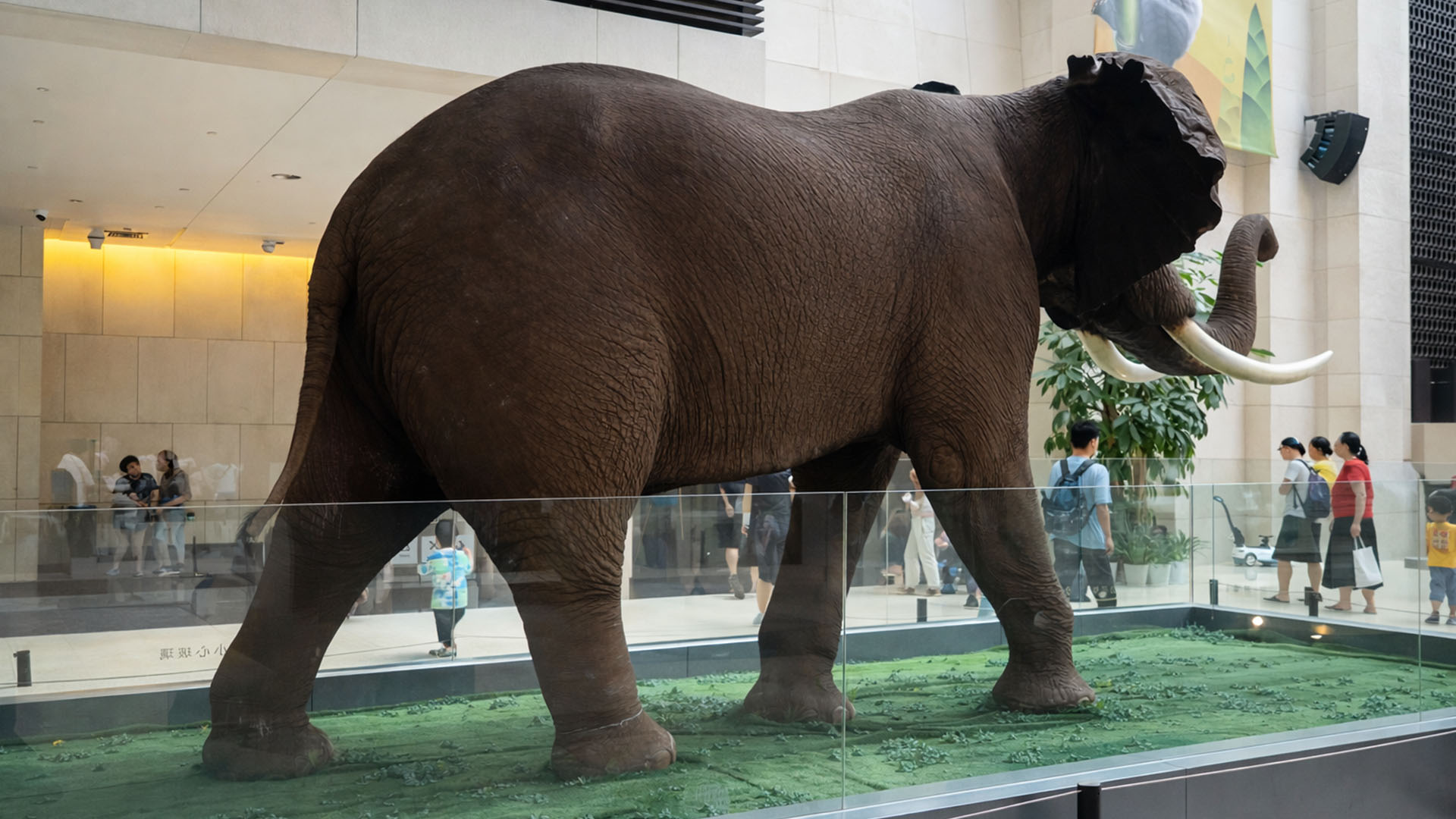 Folk bliver imponerede over denne livagtige elefant i et moderne museum