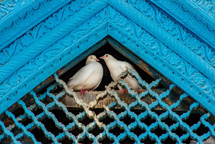15 reasons your garage attracts birds (and tips to evict them)