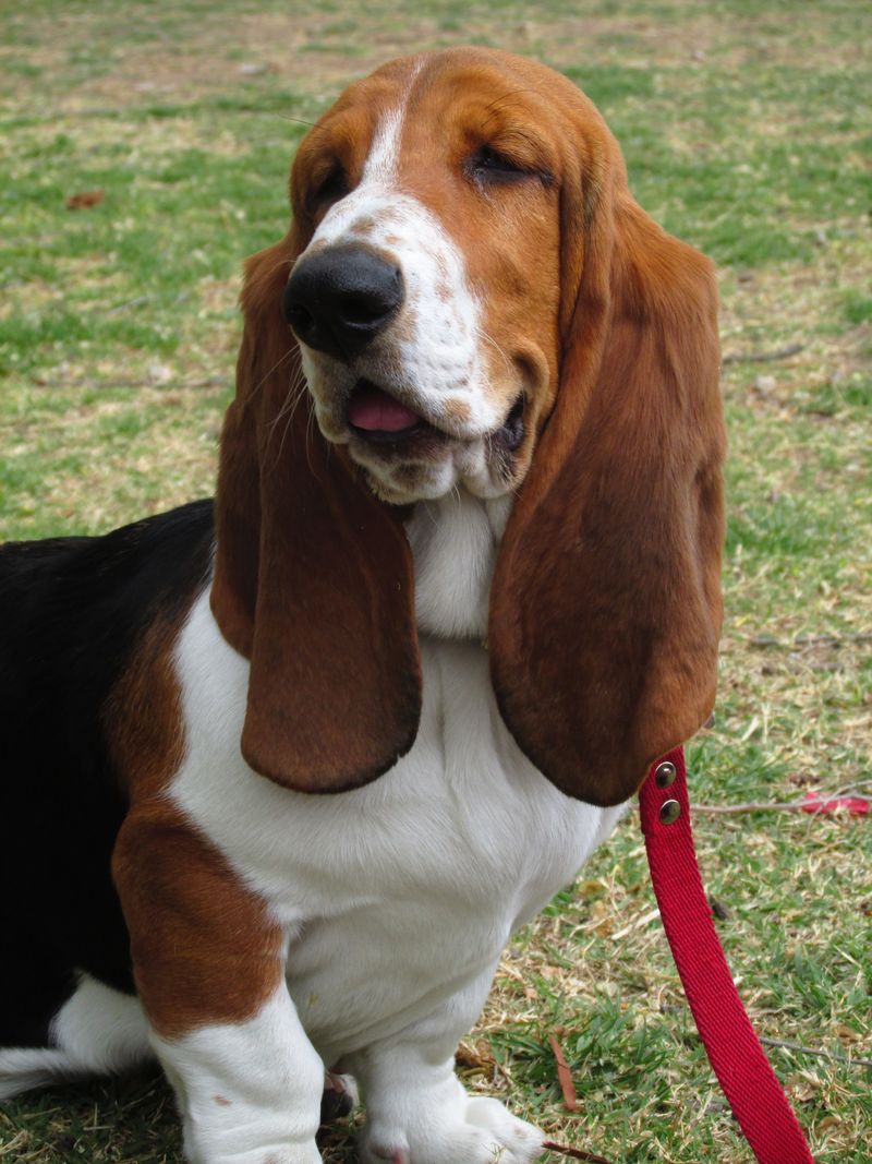 From floppy to elegant, these 11 dog breeds with long ears have a charm ...