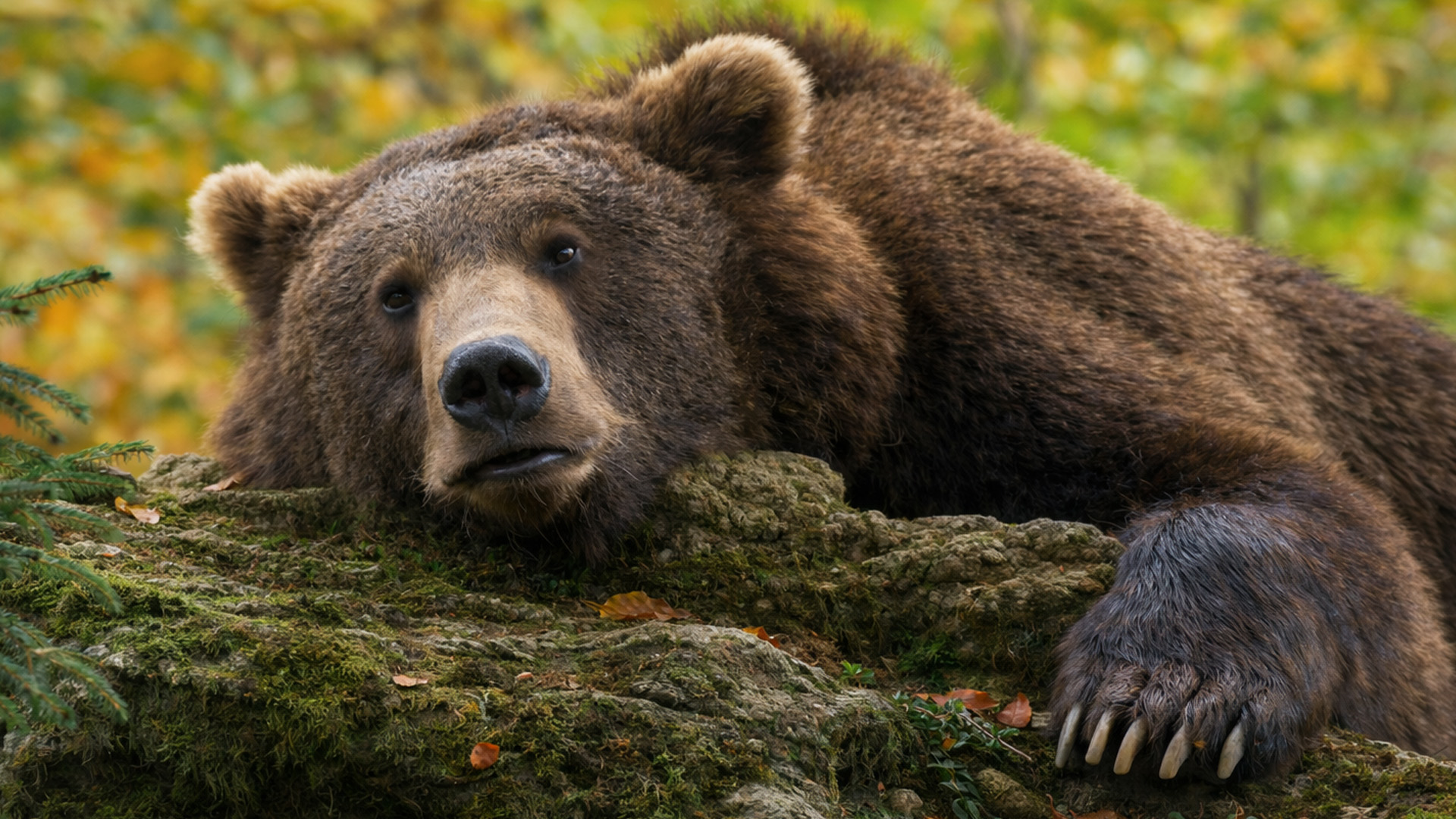 Questa fototrappola riprende un orso che si riposa tranquillo