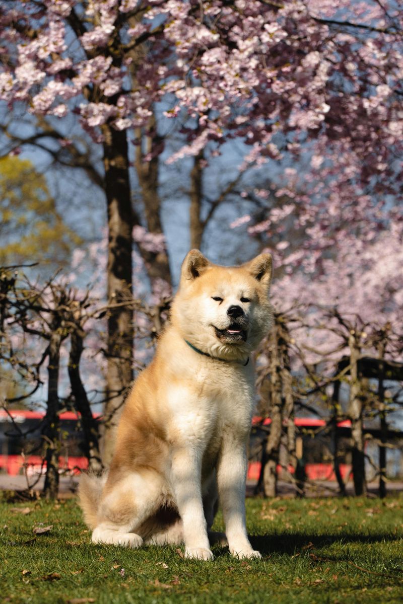 10 dog breeds that require careful handling due to potential aggression ...