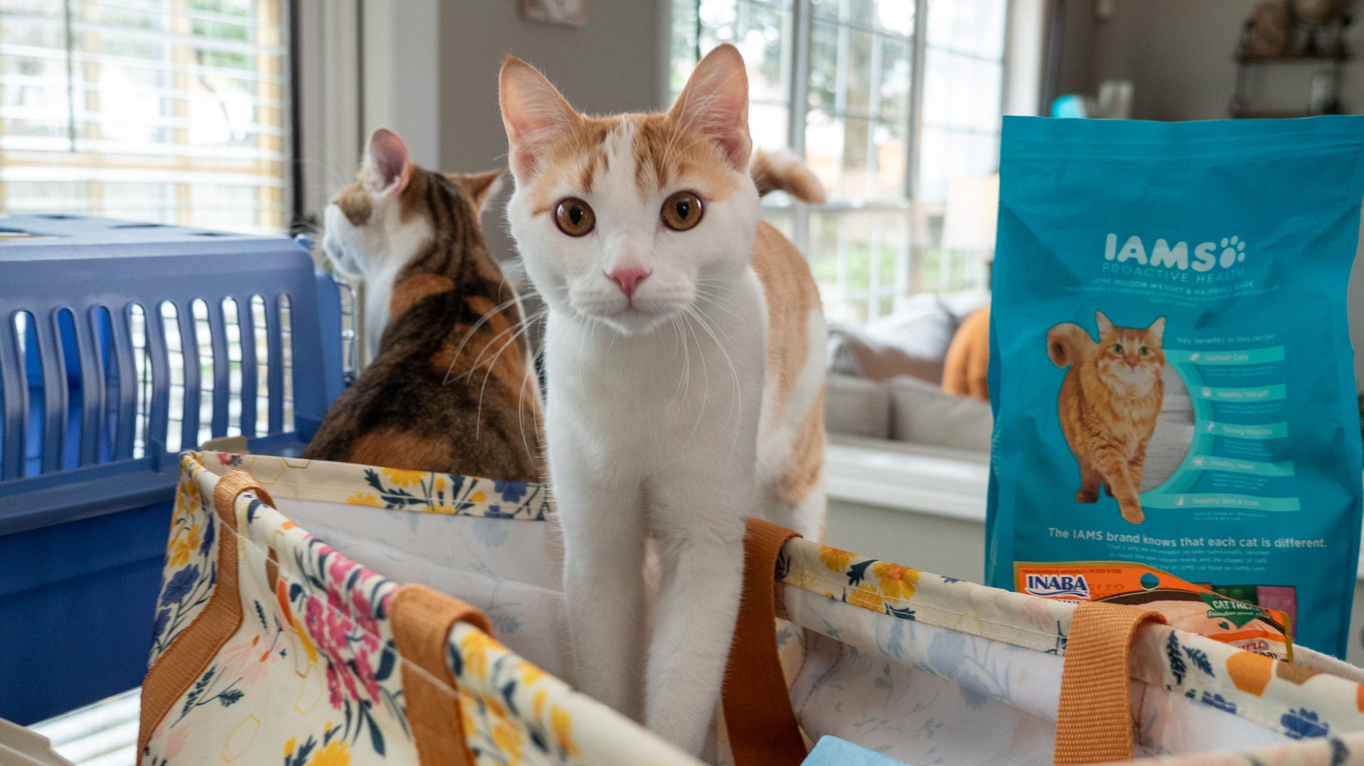 Can you bring your cat on a road trip? How to keep them calm