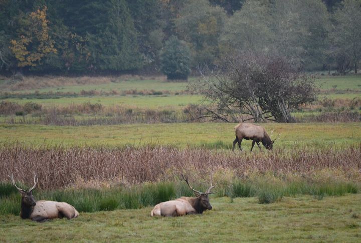 10 places to spot elk across America