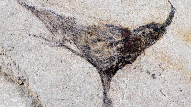 Fossils from China show complex life evolved millions of years earlier ...